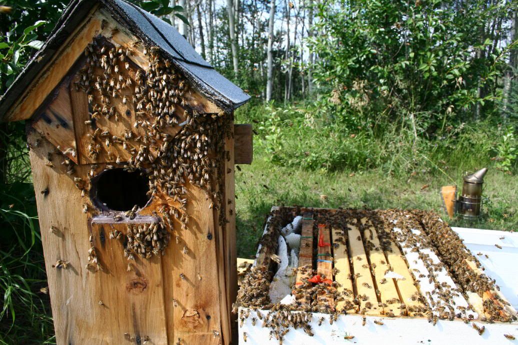 Setting up swarm traps | Beesource Beekeeping Forums