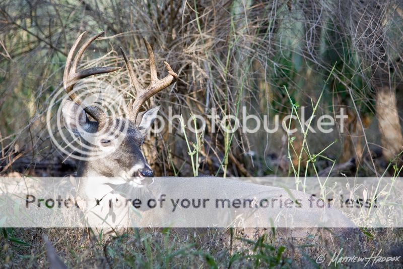 Bed Buck – Grand Passage