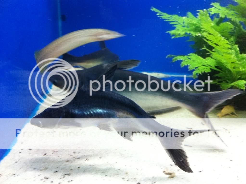 Pangasius Catfish a.k.a Kong Ming AND 4ft Light & OHF Trays ...