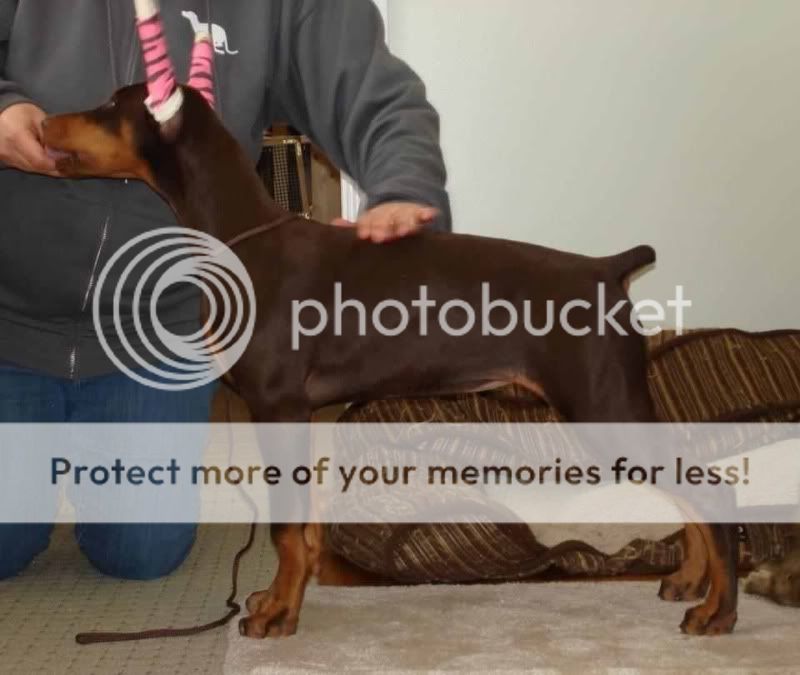 Anyone have personal experience with Doberman overbite / overshot ...
