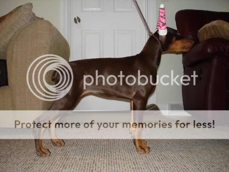 Anyone have personal experience with Doberman overbite / overshot ...