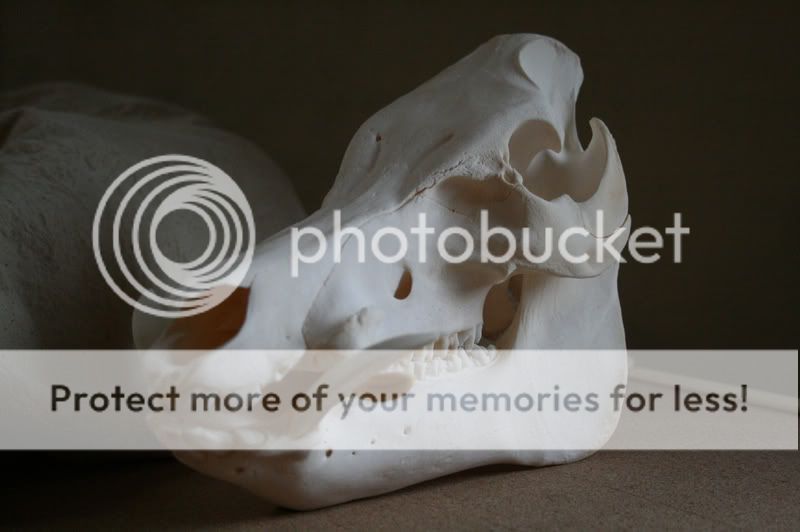 (OT) My First attempt at a European Hog Mount | BladeForums.com