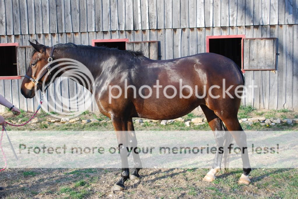 Conformation question--tied in behind the knee - Off Course - Chronicle ...