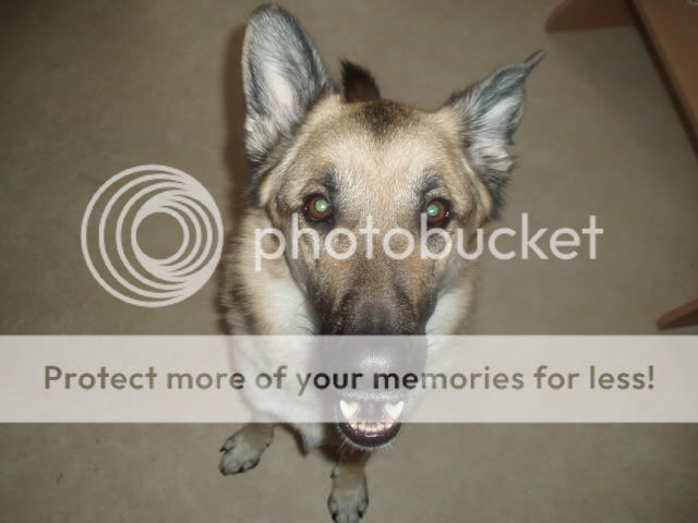 Så drabbades jag av snöstormen + en stygg bild på min hund - Sävar ...