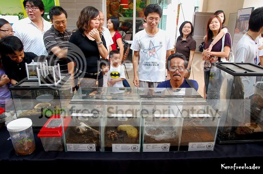 Animal Wonders, Insect week exhibition