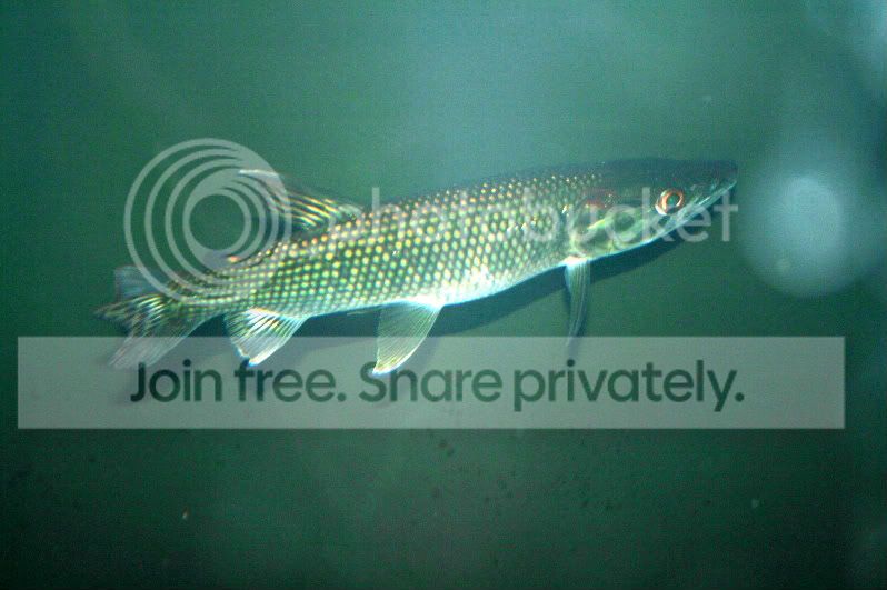 How long do Hepsetus odoe - African Pike Characin take to mature ...