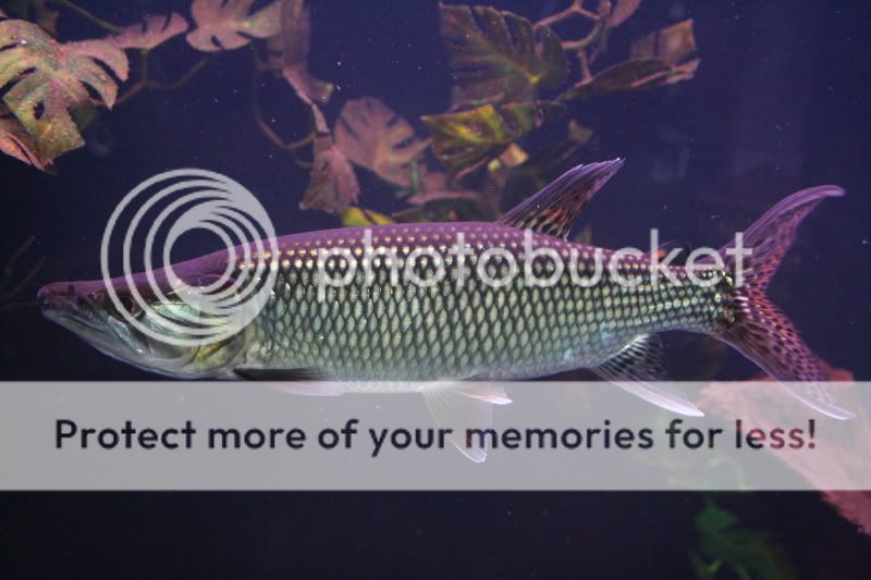 African Pike | MonsterFishKeepers.com