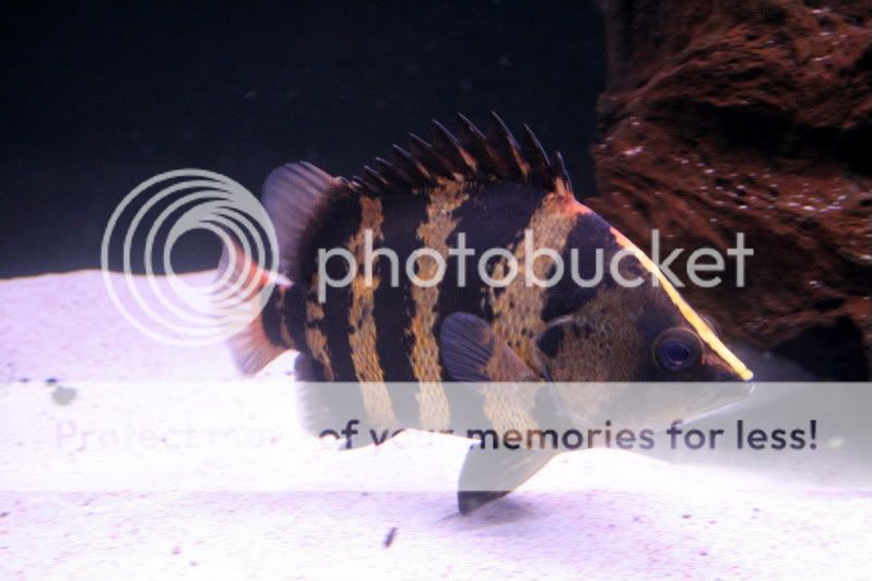 New Guinea Tiger | MonsterFishKeepers.com