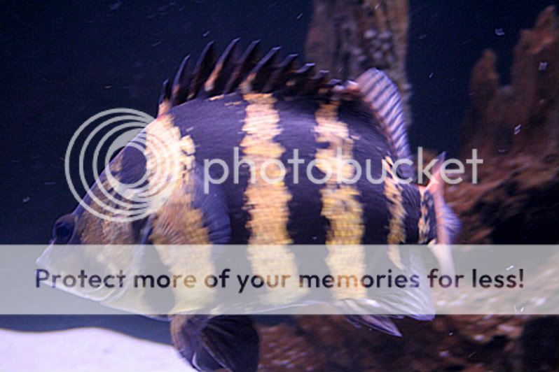 New Guinea Tiger | MonsterFishKeepers.com