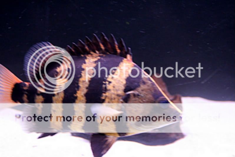 New Guinea Tiger | MonsterFishKeepers.com