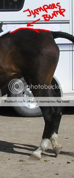 Jumper's/Hunter's Bump? | Page 1 | The Equestrians of Gaia (EoG ...