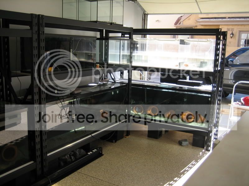 Powder Coated Steel Rack System w/ a 125 Visio Gallon Glass Aquarium ...